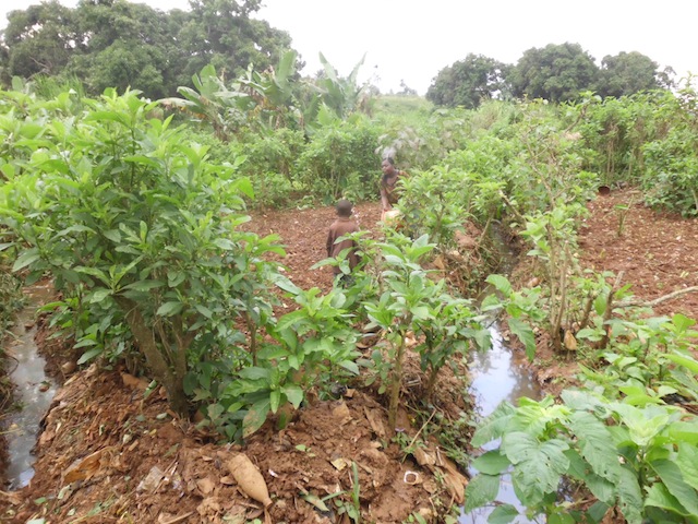 Cameroon Crops