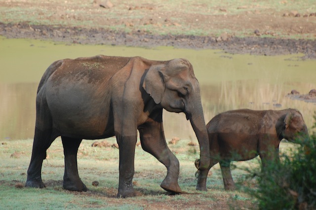 Culling or Conservation? | Inter Press Service