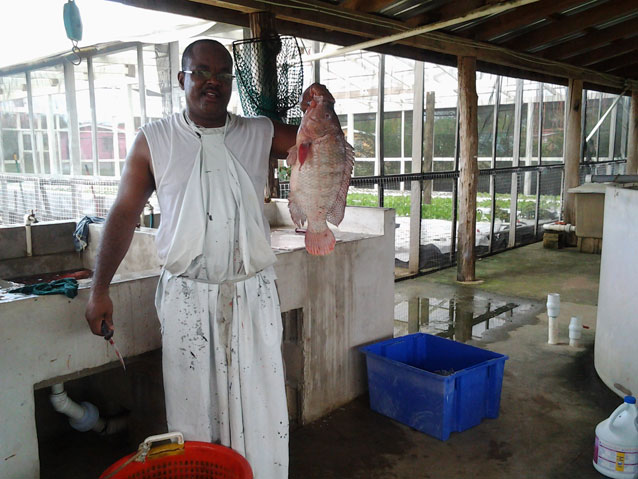 Caribbean Looks to Aquaculture Food Security to Combat Climate Change ...