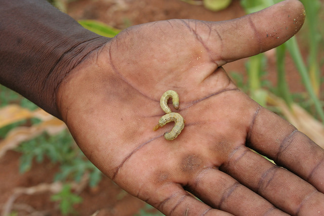 armyworm - Inter Press Service | Inter Press Service