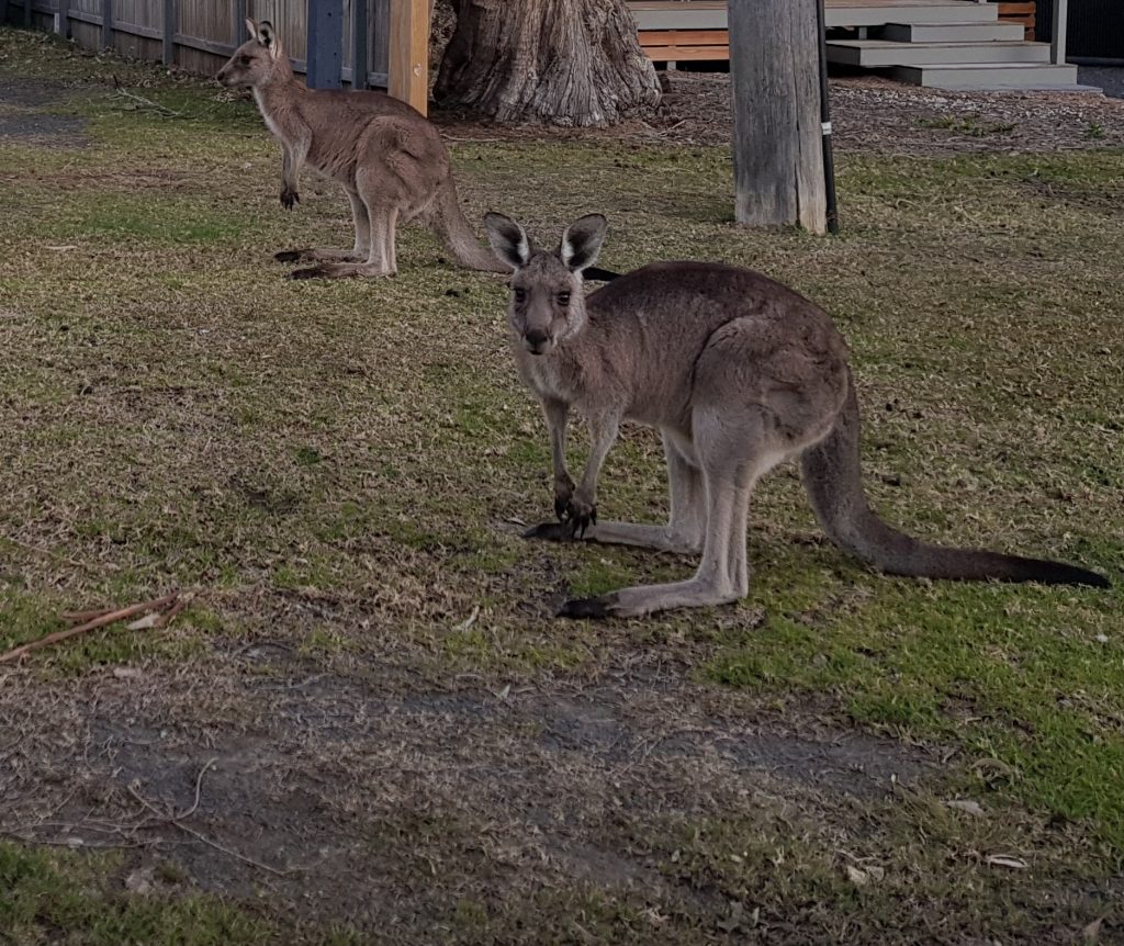 Bushfires Hasten the Death Knell of many Australian Native Animals and ...