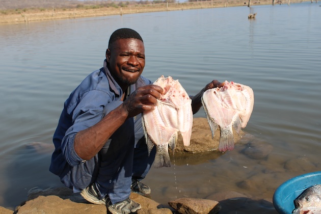 Empowering Africa’s Informal Market Traders To Deliver Safe Food ...